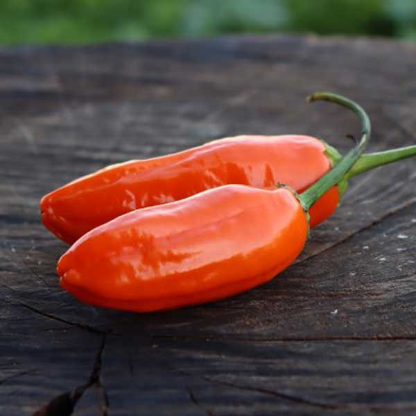 QUEEN LAURIE – Capsicum bacattum :: Stickans Chili Peppers