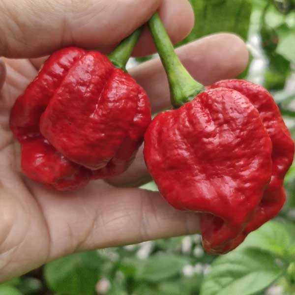 Moruga Scorpion Red – Capsicum chinense :: Stickans Chili Peppers