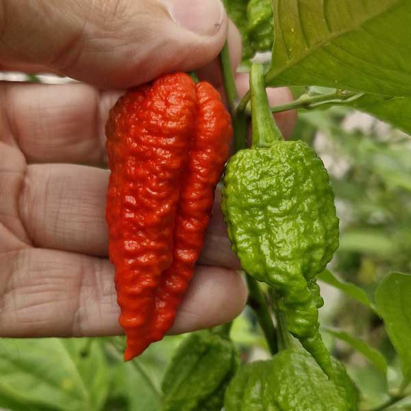 BOC Primo Red – Capsicum chinense :: Stickans Chili Peppers